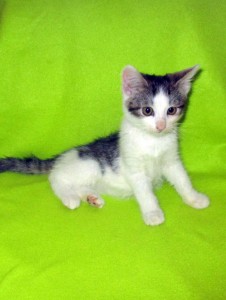 Kočky Žikov - Naše kočičky - Kočičky aktuálně přítomné v útulku