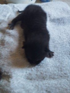 Kočky Žikov - Naše kočičky - Kočičky aktuálně přítomné v útulku